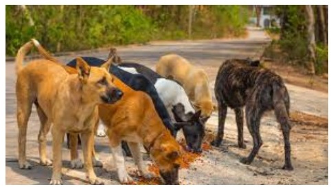 Personale addetto al servizio di cattura e custodia dei cani randagi ...